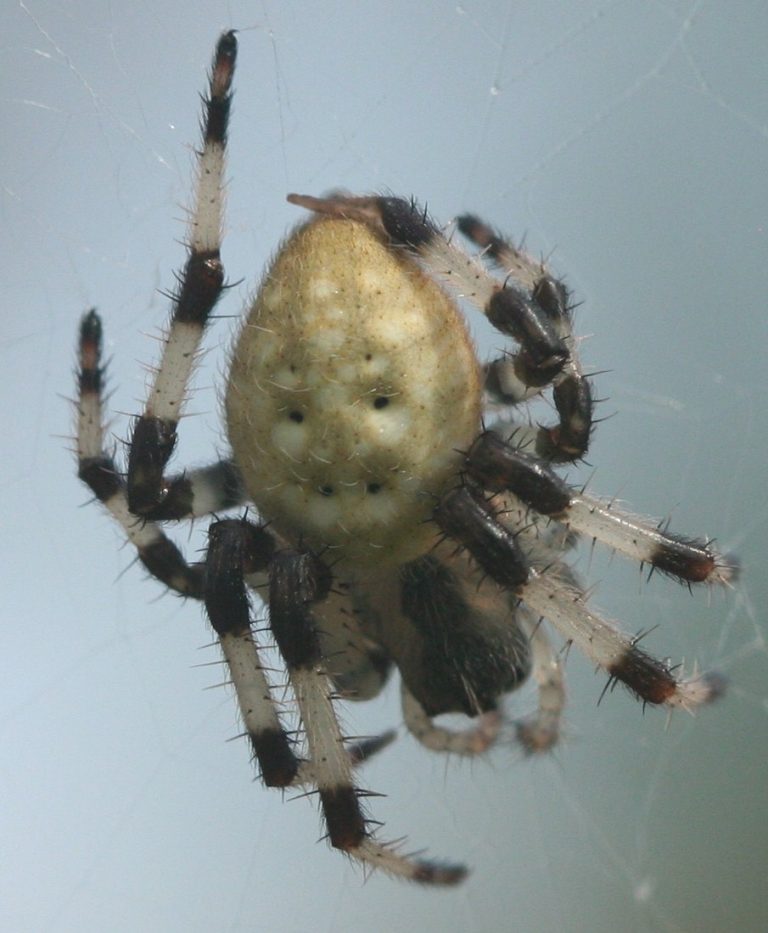 Spiders of Minnesota – Minnesota Spider Checklist